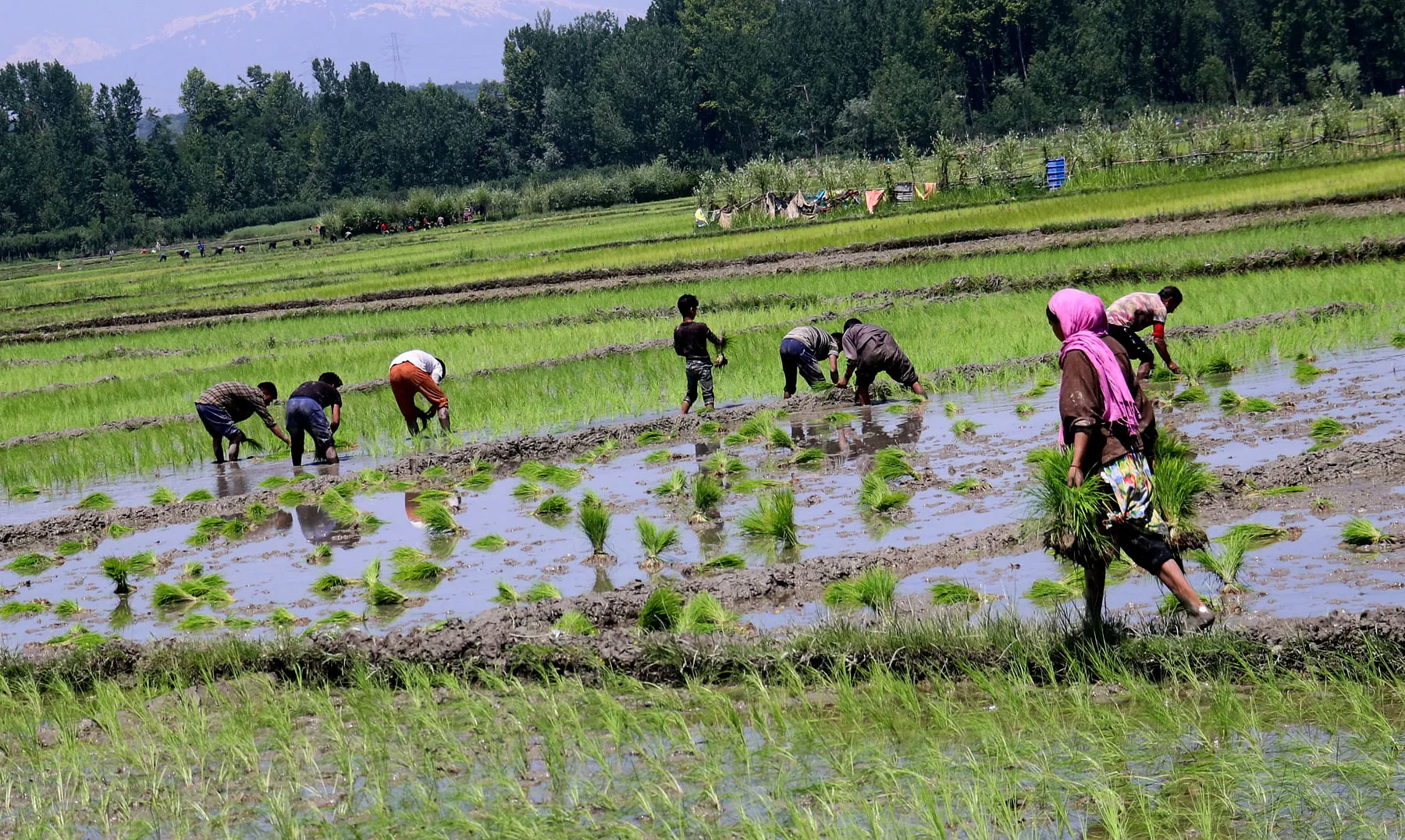 Direct Sowing Of Paddy With Drum Seeder: Increase Yield And Reduce Cost ...